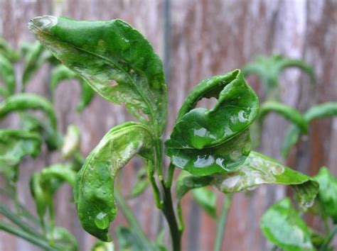 Lemon Tree Leaves Curling What You Need To Know Artofit