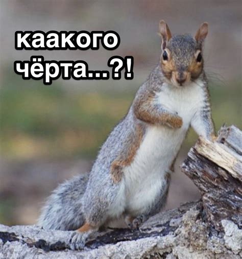 Мемы белка