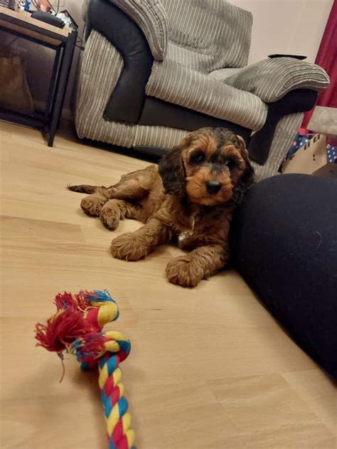 Puppy Rally Rpuppies