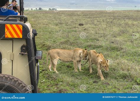 Jeep Safari In Africa Travelers Photographed Lion Editorial