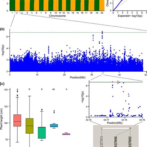Haplotype Alleles Detected In The Haplotype Block Hap On Chr Download Scientific Diagram