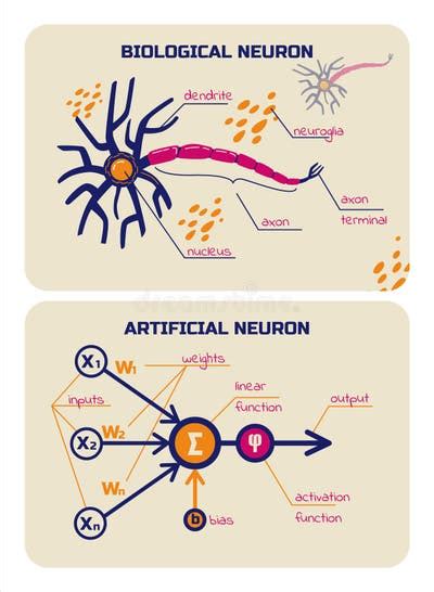 visual schemes of biological and artificial neurons neural network