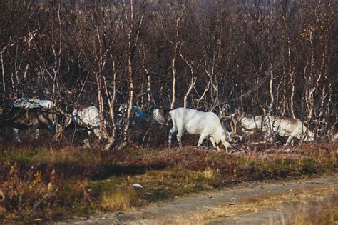 Pasturing 고 Nordkapp 마르크 카운티 노르웨이 근처도 순 록 순 록의 무리 가축떼에 대한 스톡 사진 및 기타