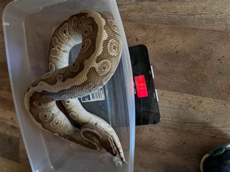 Can Anyone Take A Guess At What Morph This Is R Ballpython