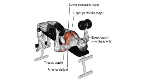 Decline Dumbbell Bench Press Perfect Techniques