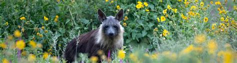 Volunteering With Hyenas About Our Project Working With Wildlife