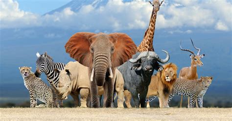 The Big Five A Guide To Spotting The Big Five Animals