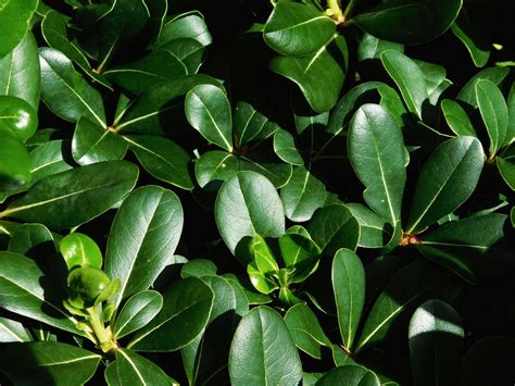 Download Plant Textures Wallpaper Wallpapers Com