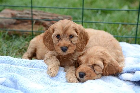 How Much Does A Cockapoo Cost 2025 Price Guide
