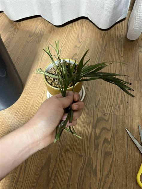 죽은 식물 폐기물 화분 흙 버리는 법 불연성 쓰레기봉투 포대자루 가격and구매 방법 네이버 블로그