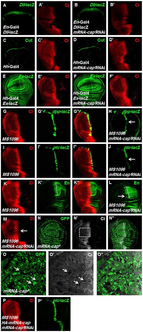 Knockdown Of Mrna Cap Decreases Ci Protein Level And Downregulates Hh