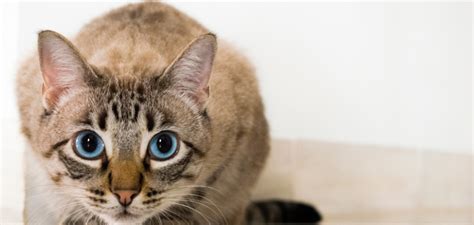 Why Do Cats Knock Things Over Number 3 Will Surprise You
