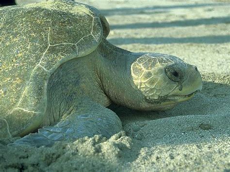 Why Do Female Sea Turtles Cry Salty Tears The Institute For Creation