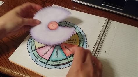 Mitosis Activity Youtube