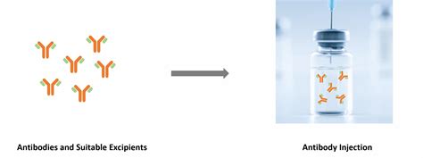 Antibody Injection Development Cd Formulation