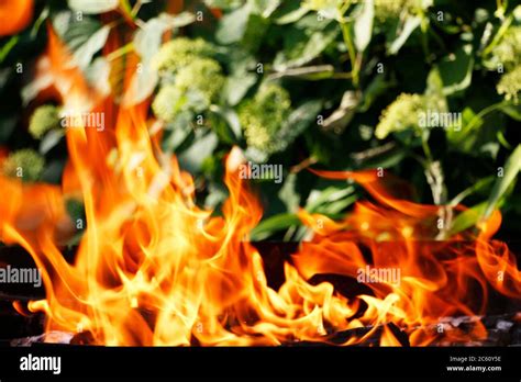 Lagerfeuer Orange Flamme Eines Feuers Lagerfeuer Auf Dem Grill Mit