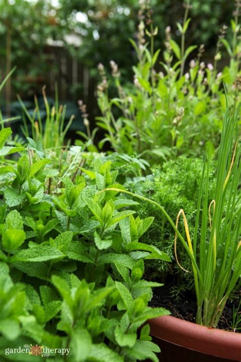 Grow Your Own Perennial Herb Container Garden Garden Therapy