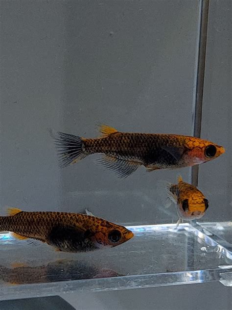 ムメイメダカ 上物 五式typer God オス1メス2 繁殖セット③ チャチャめだか様血統新品のヤフオク落札情報