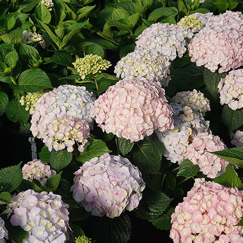 Wee Bit Hydrangea Collection 3 Plants 4 Pots Giddygrumpyinnocent Hirts Gardens