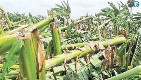 கோவில்பட்டி பகுதியில் சூறைக்காற்றில் 3 ஆயிரம் வாழைகள் சேதம் Dinakaran