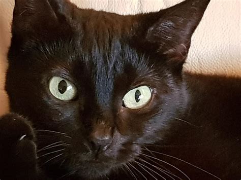 Elderly Swindon Couple Would Rather Be Homeless Than Give Up Their Cat