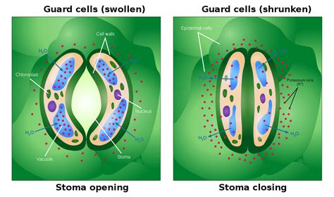 Stomatal Transpiration Cbse Class Notes Online Classnotes123