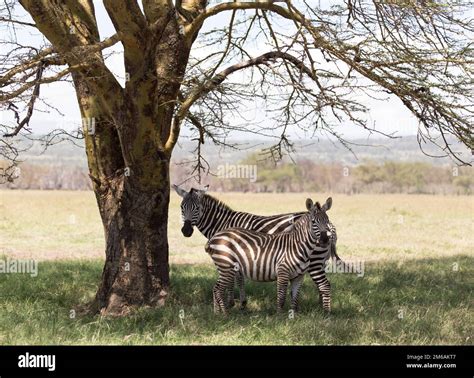 Zebra Wood Tree At Summer Mathew Blog