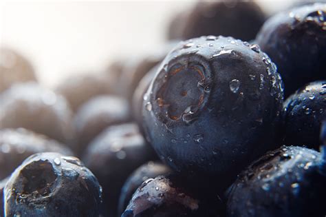 아름다운 자연 배경입니다 여름 봄 컨셉 잘 익고 육즙이 많은 신선한 고른 블루베리는 따뜻한 햇살을 부드럽게 가미합니다 공간을 복사합니다 디자인용 템플릿입니다 소프트 포커스