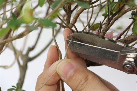 怎么让杜鹃花开花开花前用什么肥 花百科