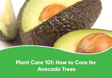 Plant Care 101 How To Care For Avocado Trees Everglades Farm