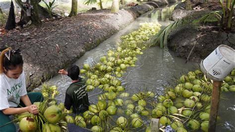 Method Of Harvesting Coconut At Ryder Sidaway Blog