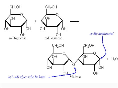 Disaccharides Ppt