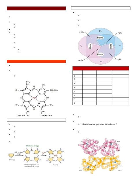 Hemoglobin Structure And Function Overview Pdf Hemoglobin Red