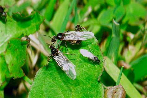 Why Do Flying Ants Appear Revista Mètode