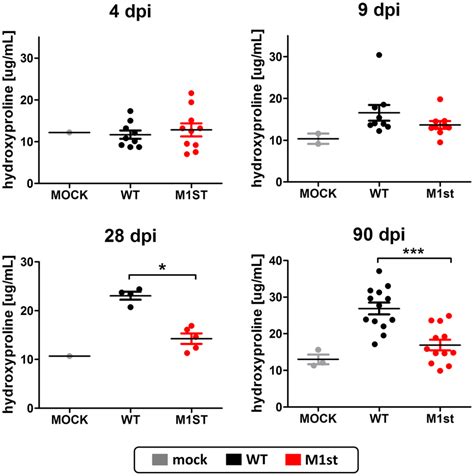 Development Of M1 Dependent Fibrosis In Ifnγr C57bl6 Mice