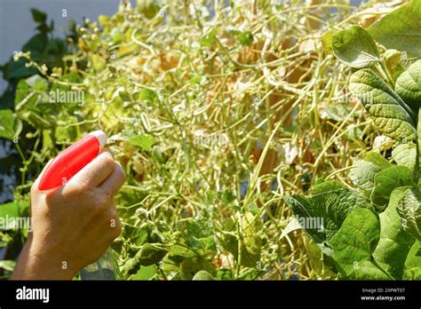 Treatment Of Green Beans Affected By Spider Mites A Mans Hand With A Sprayer Against The