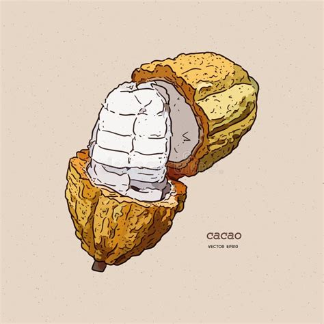 Cocoa Beans Illustration Hand Draw Sketch Vector Stock Vector