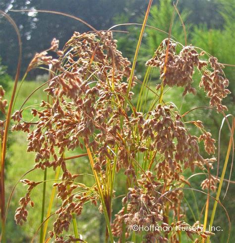 Scirpus Cyperinus
