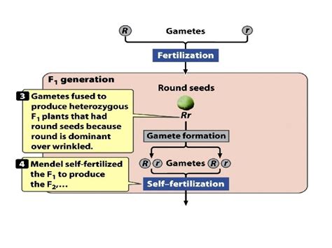 MONOHYBRID CROSS ONLY ONE TRAIT Monohybrid Cross It