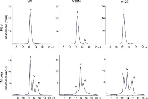 Ttr Monomer Vs Dimer Vs Tetramer Distribution Among Wt V30m And