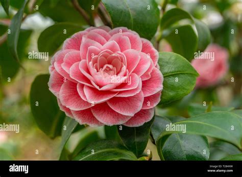 Pink Camellia Japonica Giardino Schmitz Close Up Of A Beautiful Pink