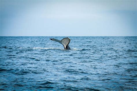 Download Humpback Whale Tail Fluking Ocean Wallpaper