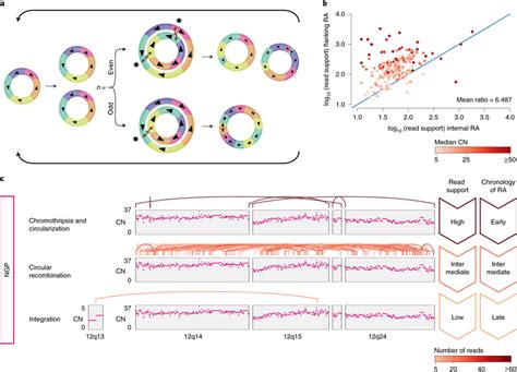 Circular Recombination Promotes Genomic Amplification In Cancer