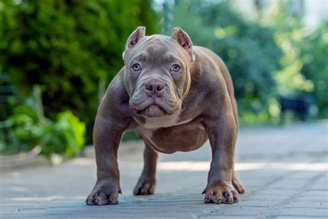 Blue American Bully All The Breed Information You Need
