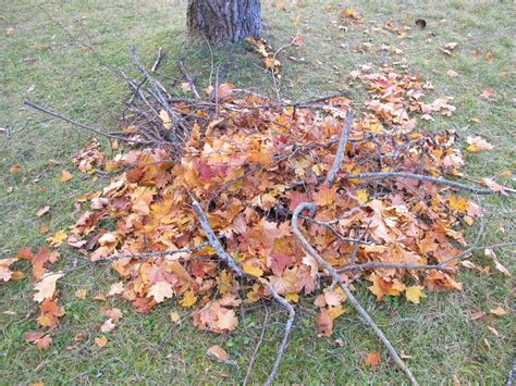 Build Branch Leaf Pile For Hedgehog To Hibernate Stock Image Image Of Build Garden