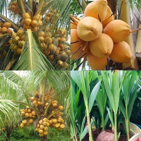 ຂາຍເບ້ຍໄມ້ທຸກຊະນິດລາຄາຖືກໆ ຂາຍເບ້ຍໄມ້ທຸກຊະນິດລາຄາຖືກໆ