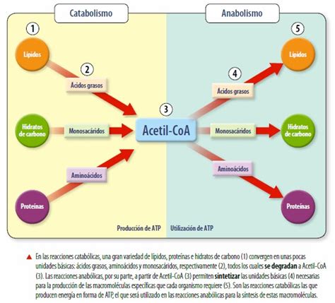 Metabolismo Celular Metabolismo Celular