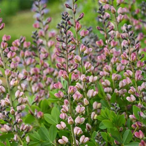Baptisia Pink Truffles False Indigo Baptisia Plant Perennials