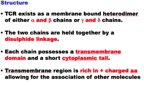 TCR Structure And Function Flashcards Quizlet