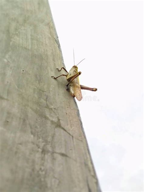 The Rice Grasshopper Is A Subtropical Gregarious Species That